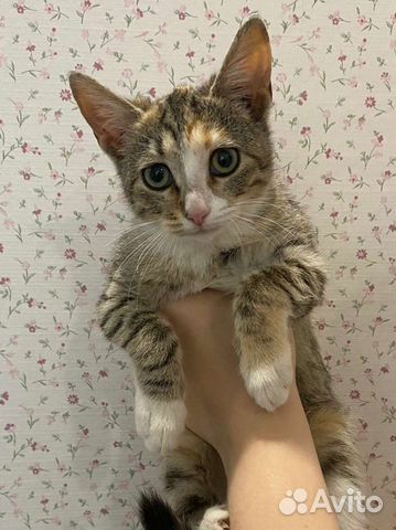 Котенок Ариша в добрые руки