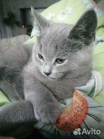 Котенонок. чистокровный британец