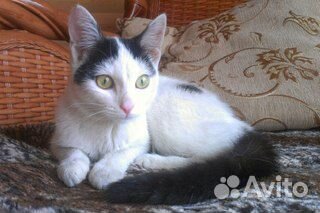 Котенок, подобранный на летнице