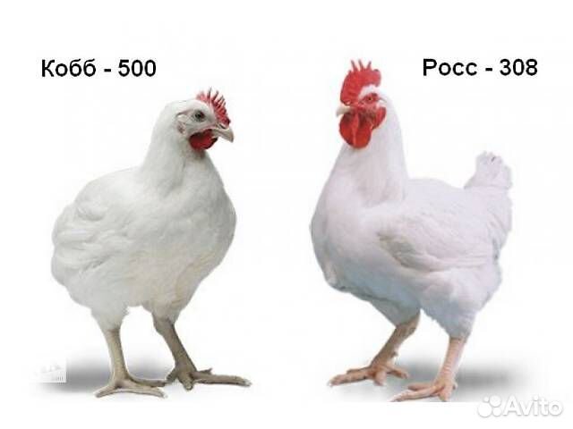Купить инкубационное яйцо росс308, кобб500, кобб70