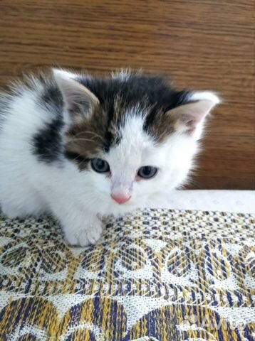 Белый котенок бесплатно