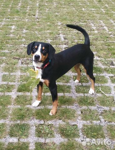 Бернский зенненхунд