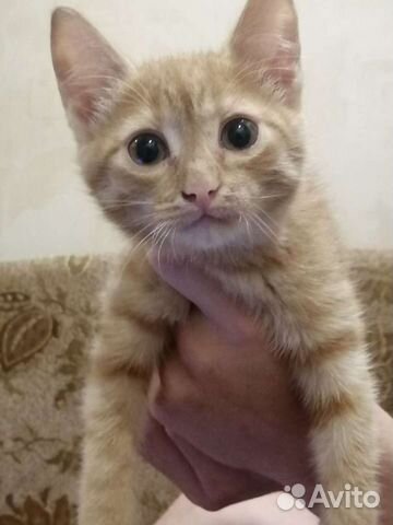 Маленький котеночек