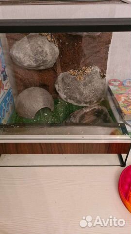 Аквариум для ящериц