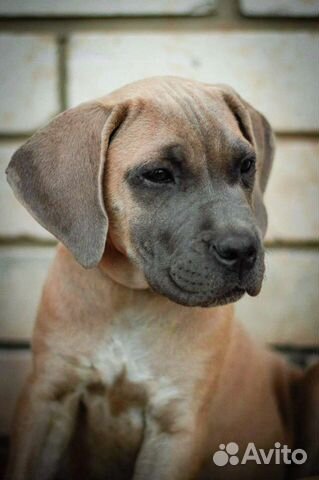 Щенок кане корсо