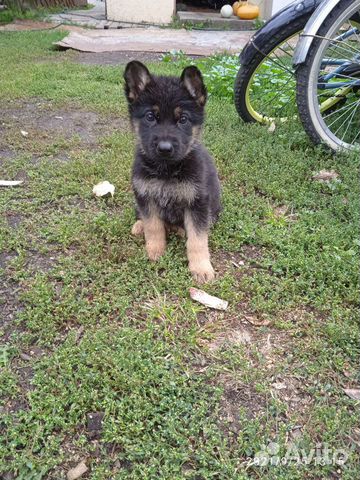 Немецкая овчарка