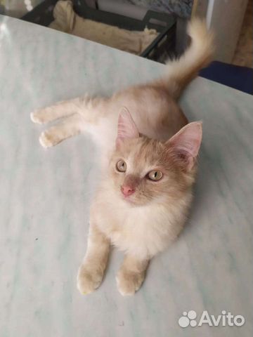 Котенок обезьянка