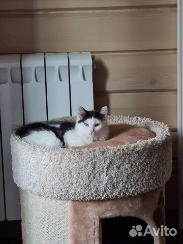 Котята в добрые руки мальчики