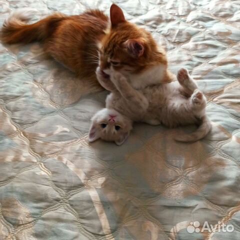 Сибирская кошка