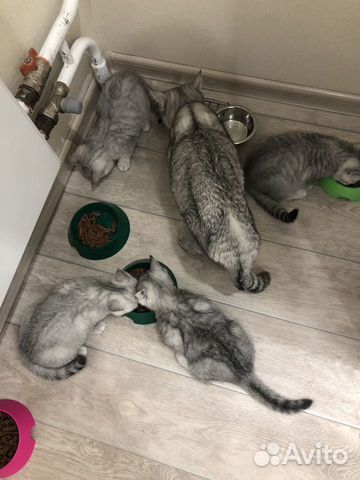 Британские котята шиншилла