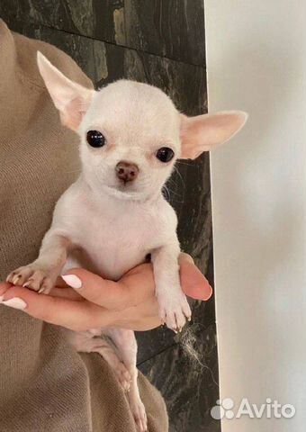 Чихуахуа мини мальчишки