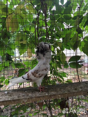 Голуби якобины