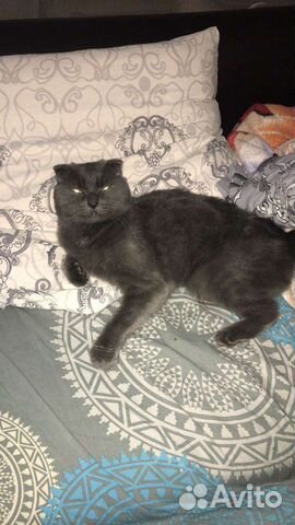 Ласковый вислоухий котик