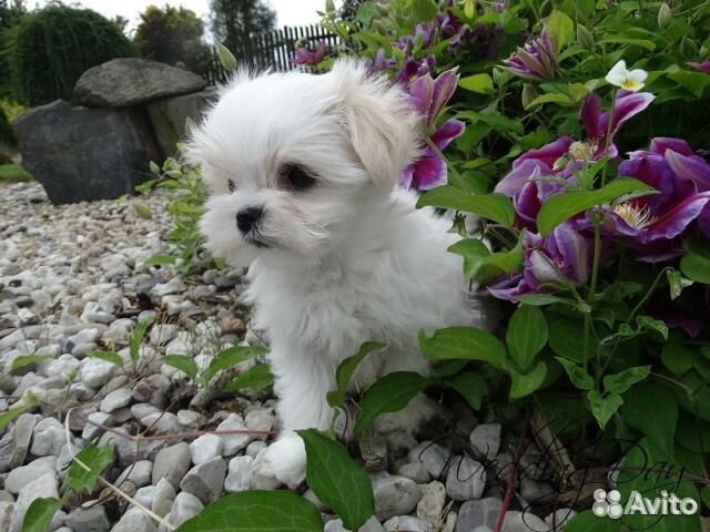 Малюсенький мальчик мальтезе