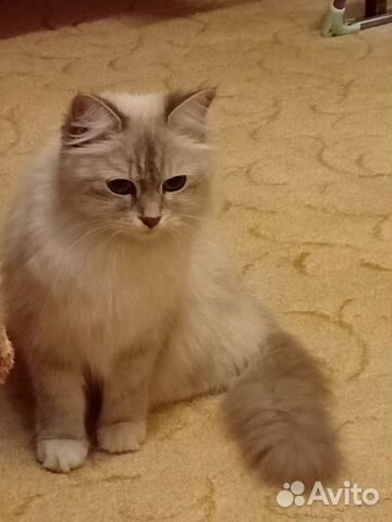Невская маскарадная кошечка
