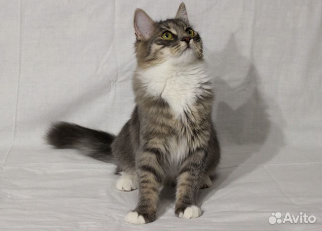 Продам котенка