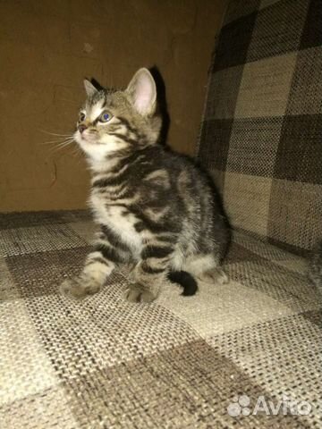 Кошка