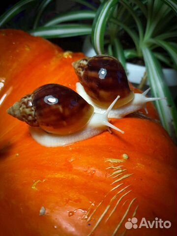 Малыши Ахатина фулика альбино боди