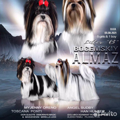 Бивер шикарные девочки 2месяца от Родителей Чемпио