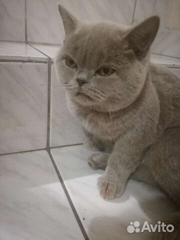 Британский котёнок