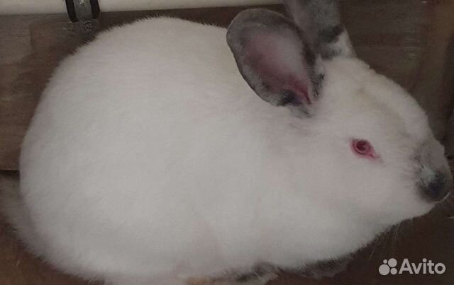 Отдам кролика в добрые руки