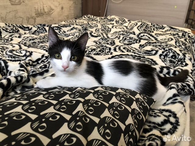 Котёнок в добрые руки