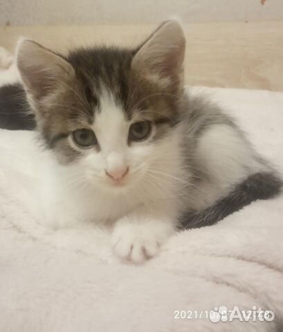 Отдам в добрые руки котёнка