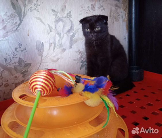 Шотландский мальчик