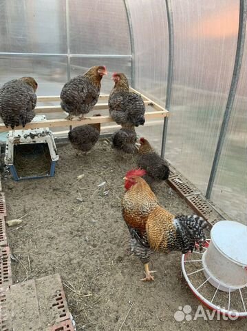 Куры Белефильдер