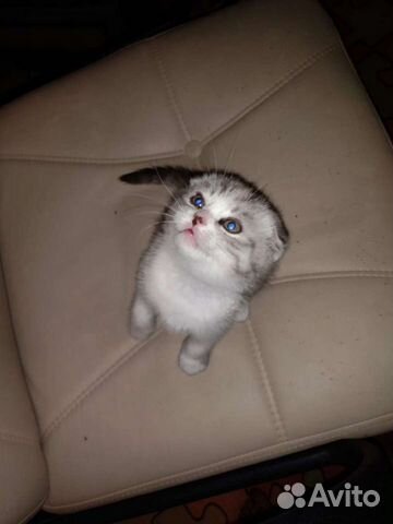 Шотландская вислоухая кошка