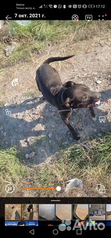 Питбуль девочка 10мес