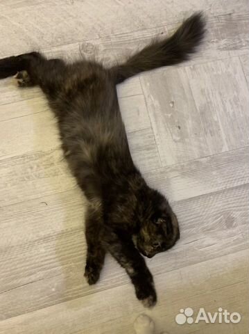 В семью пристраивается кошечка вислоушка. Марфушка