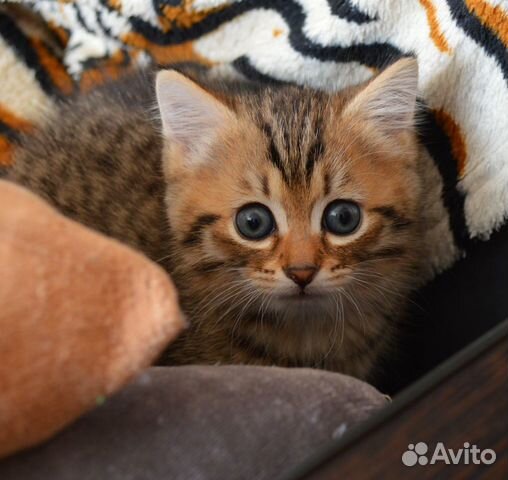 Кошечка Алиса