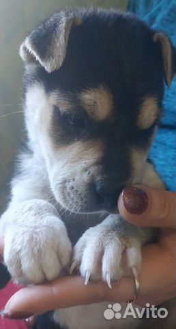 Собаки щенки