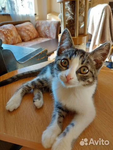 Котенок в дар 1,5 мес девочка привезу бесплатно
