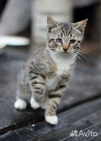 Девочка припевочка ищет дом