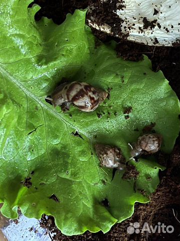 Улитки сухопутные ахатины