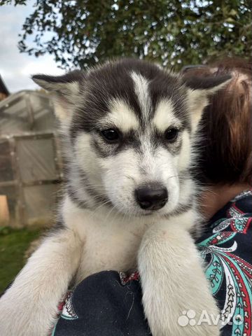 Сибирский хаски