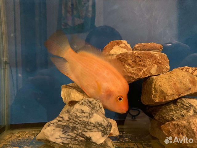 Астронотус лабиатум (красный дьявол)