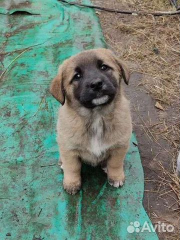 Щенок 2 месячный в добрые руки