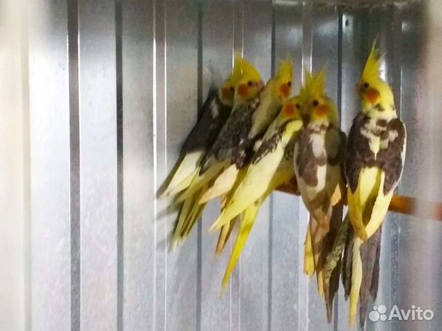 Попугай корелла