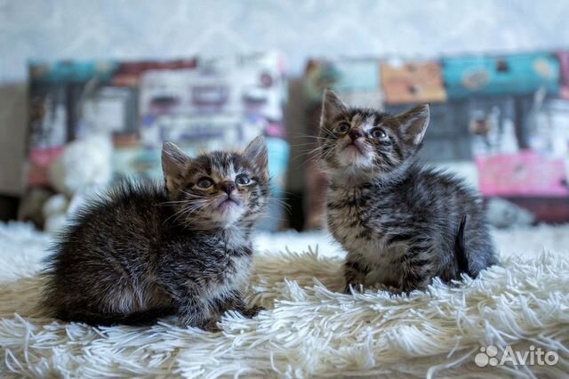 Котята ищут дом