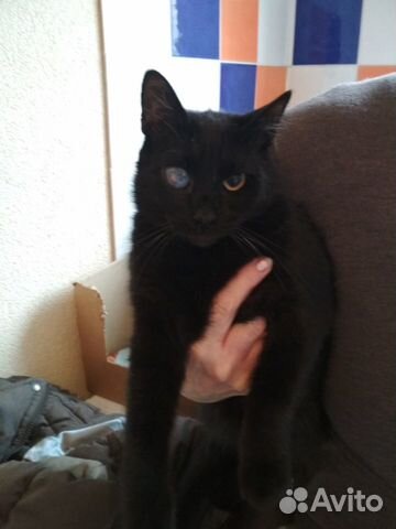 Котик Моня в добрые руки