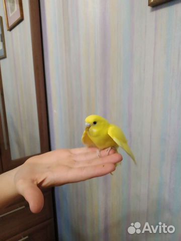Птенец волнистого попугая
