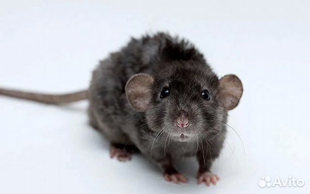 Крыса дамбо бесплатно с клеткой