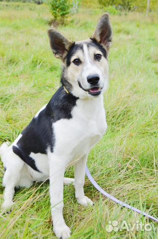 Вега ищет дом. Соьака в добрые руки