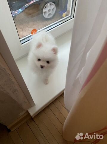 Щенки щпиц померанский