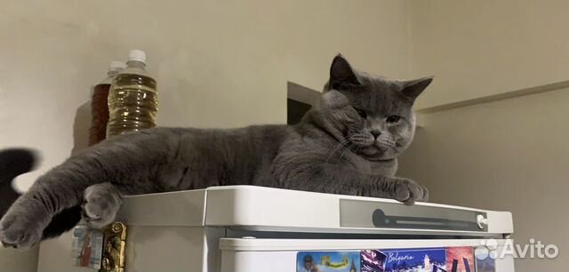 Шотландский кот вязка бесплатно