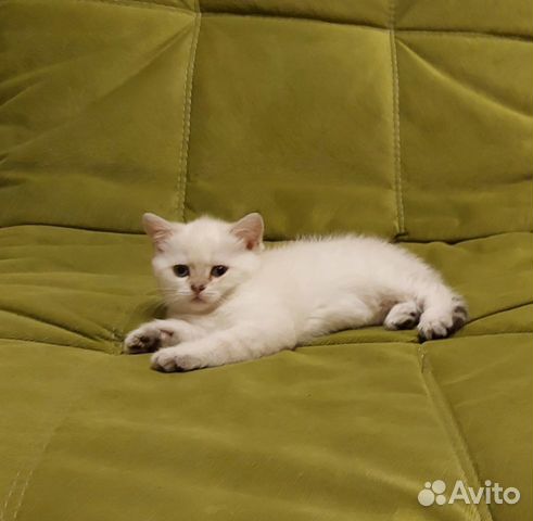 Британский котик шиншилла:)