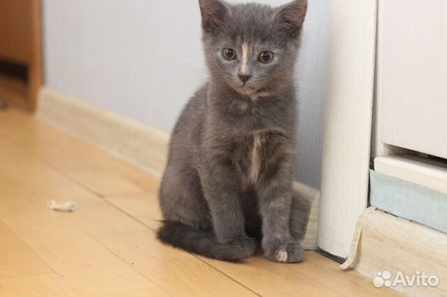 Ласковый домашний котенок Зефирка, ищет дом, 2 мес